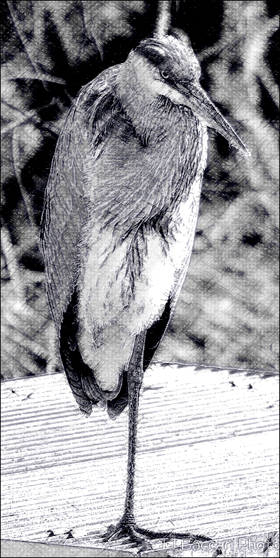 To Be as the Heron | Into the Sacred Hills of Jade